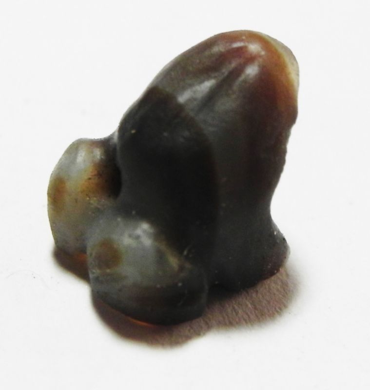 ANCIENT EGYPT, AGATE FROG AMULET. 1400 - 1100 B.C NEW KINGDOM.