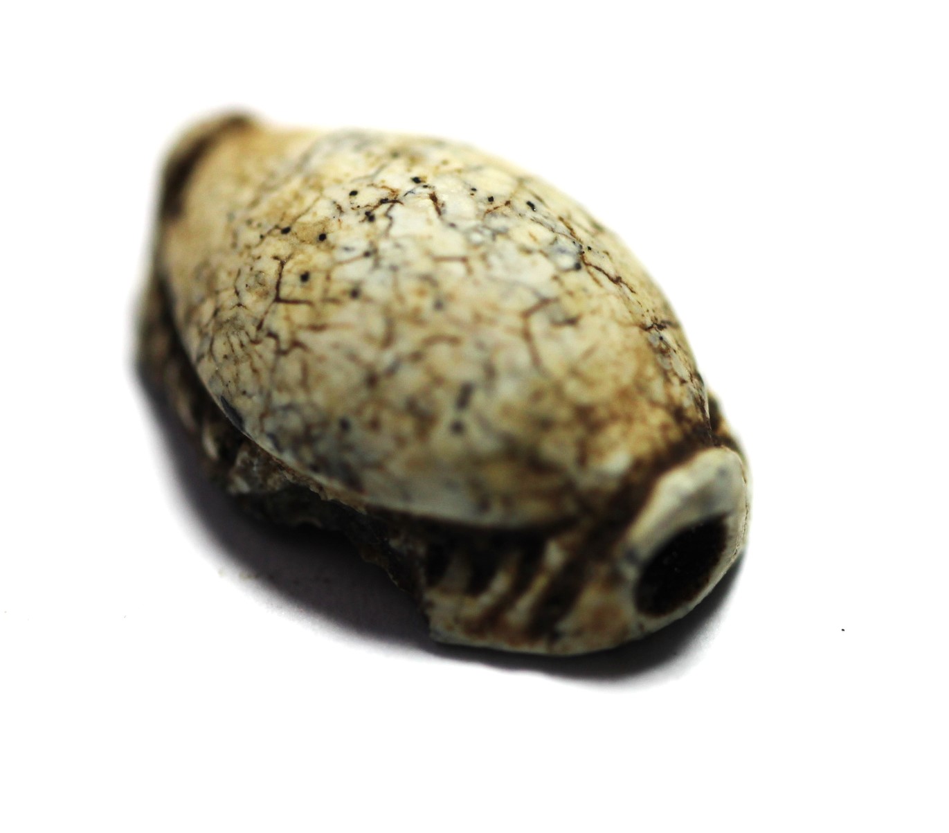 ANCIENT EGYPT. STONE SCARAB. NEW KINGDOM. 1400 B.C