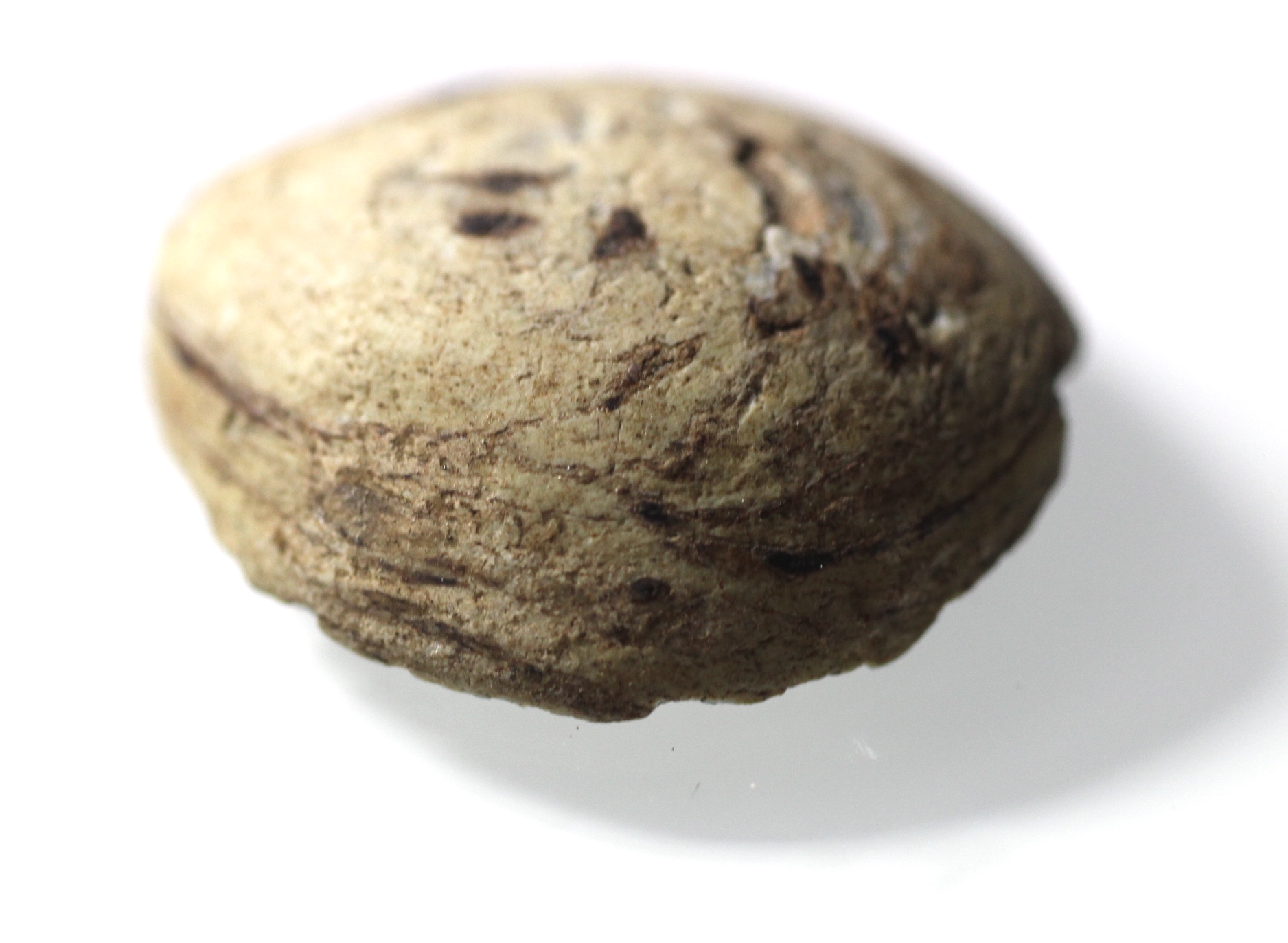 Acropolo. Ancient Egypt. Stone Scaraboid. New Kingdom .14th B.C