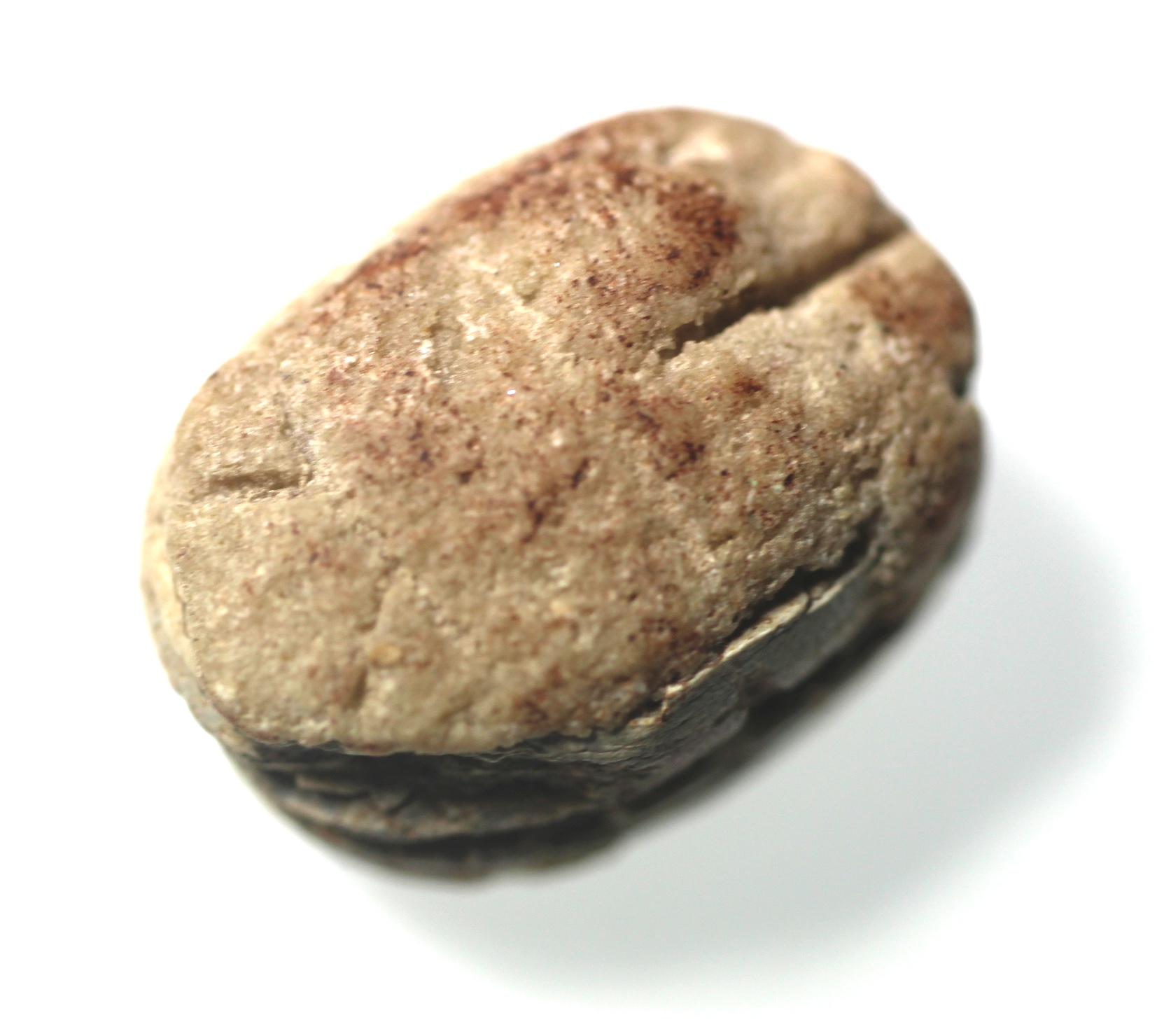 ANCIENT EGYPT. STONE SCARAB WITH LOTUS FLOWER 1400 - 1200 B.C NEW KINGDOM